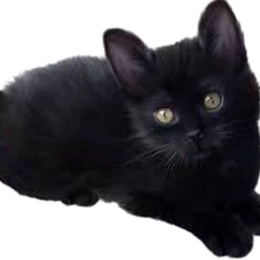 Котята