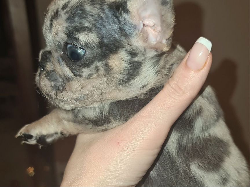 Французский бульдог