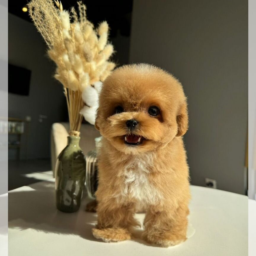 Мальтипу Микро из Кореи
