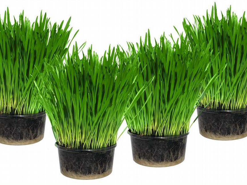 Кошачья трава