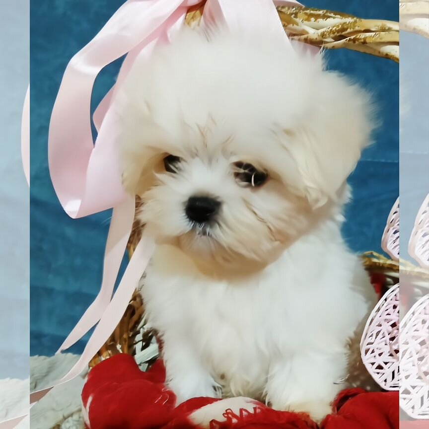 Мальтийская болонка, щенок