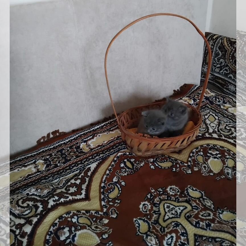 Котики дымчатые