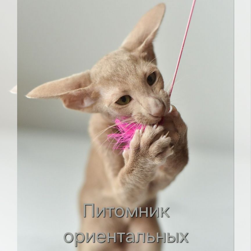Ориентальные котята
