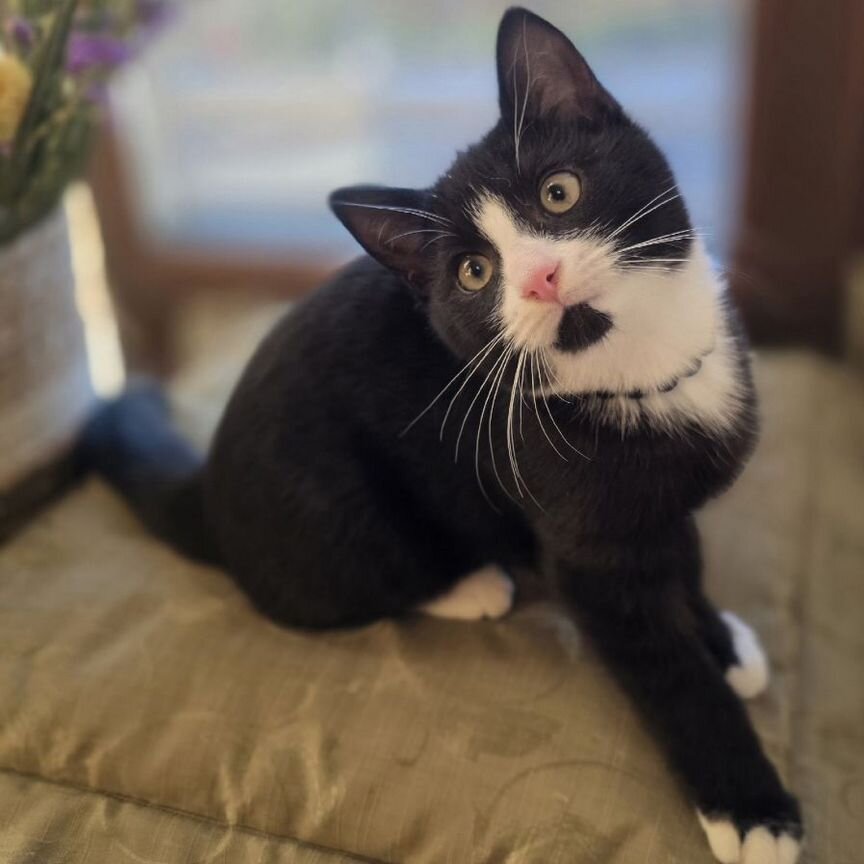 Котёнок в добрые руки