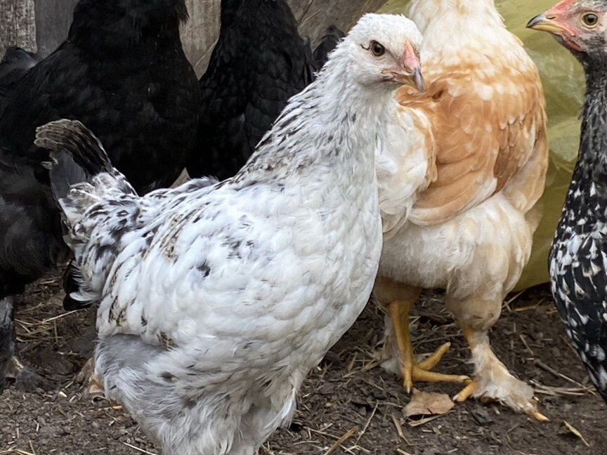 Куры молодки