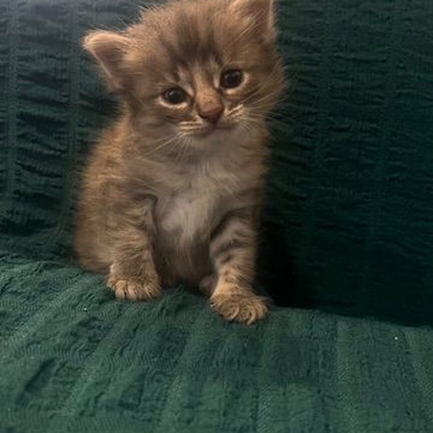 Кошечка обычная