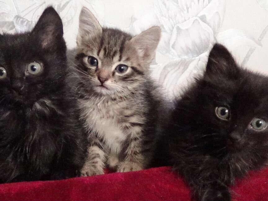Котята двухмесячные