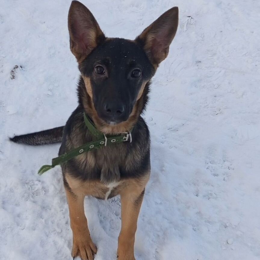 Отдам в добрые руки