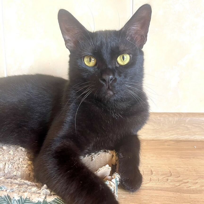 Черный желтоглазый котик в добрые руки