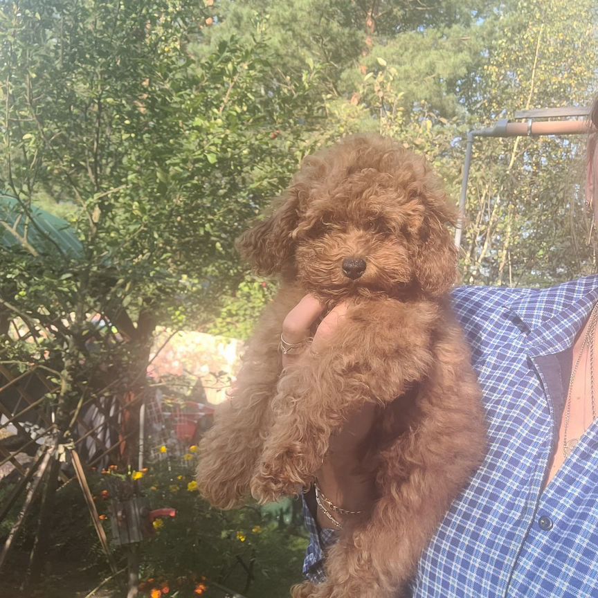 Той-пудель парень