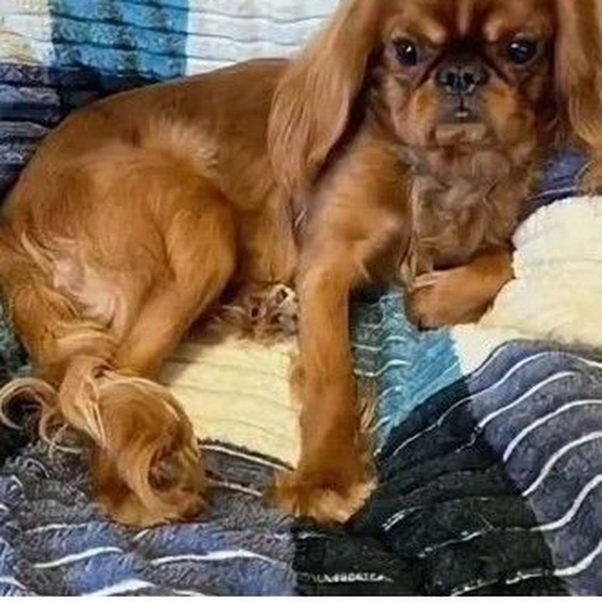 Кавалер кинг-чарльз-спаниель, взрослая собака