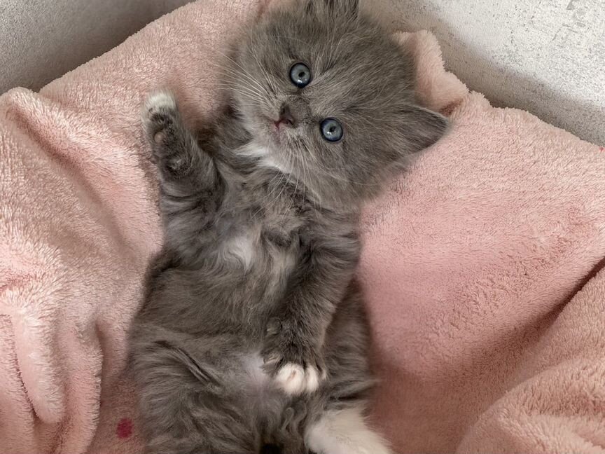 Кошка котенок сибирский девочка пушистая