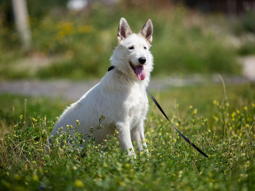 Белая собака,не большая для квартиры