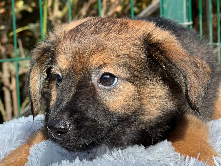 Маленький мальчик ищет дом