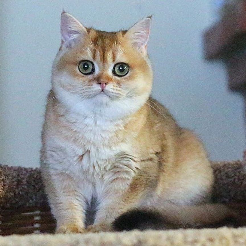 Золотая шиншилла мальчик кастрат