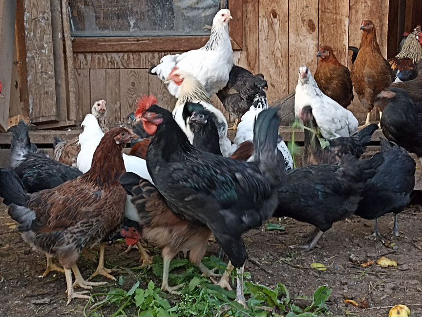 Продам петухов