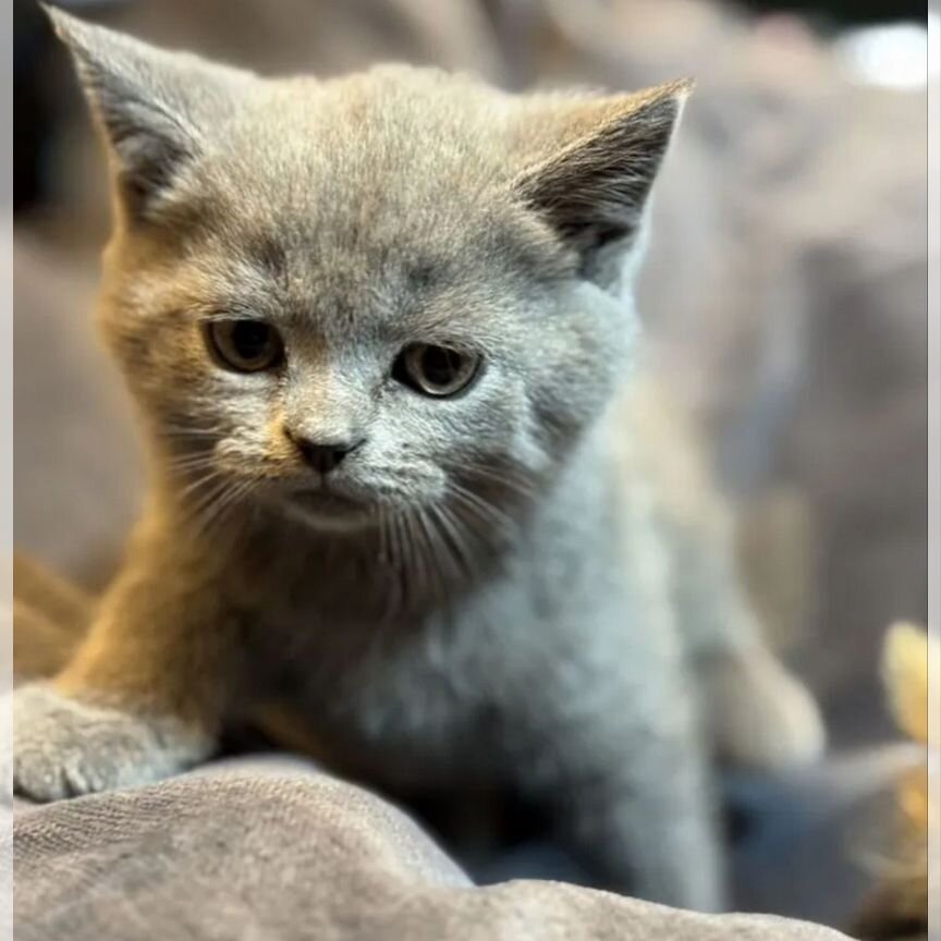 Щотландские котята