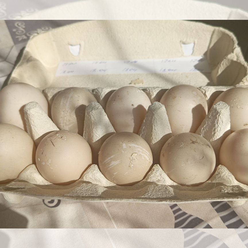 Инкубационное яйцо индоутки