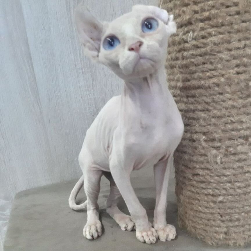 Канадский сфинкс котёнок