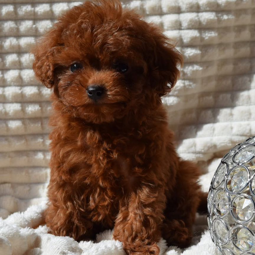 Той-пудель, щенок