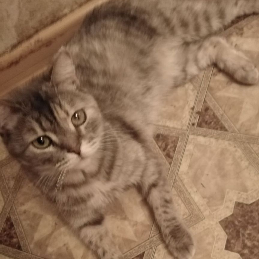 Взрослая кошка в добрые руки