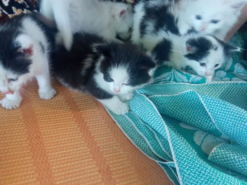 Котята от кошки крысоловки