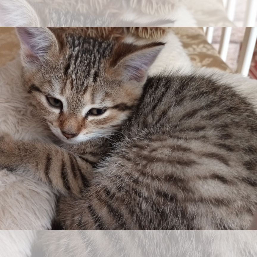 Шотландский прямоухий короткошёрстный котёнок