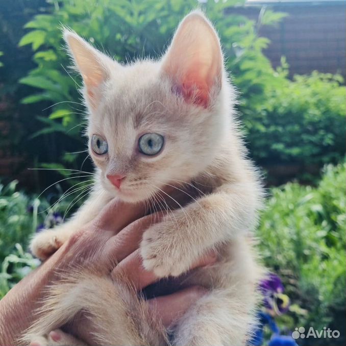 Малыш котенок ищет родителей