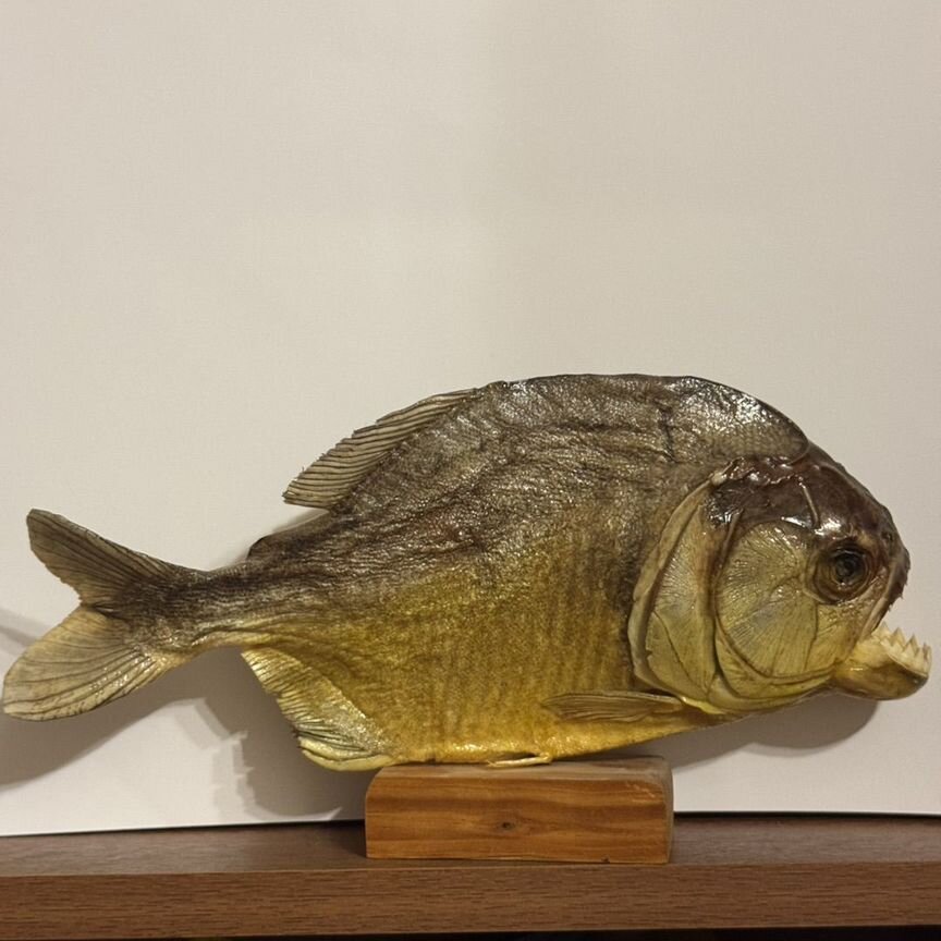 Рыба пиранья на подставке