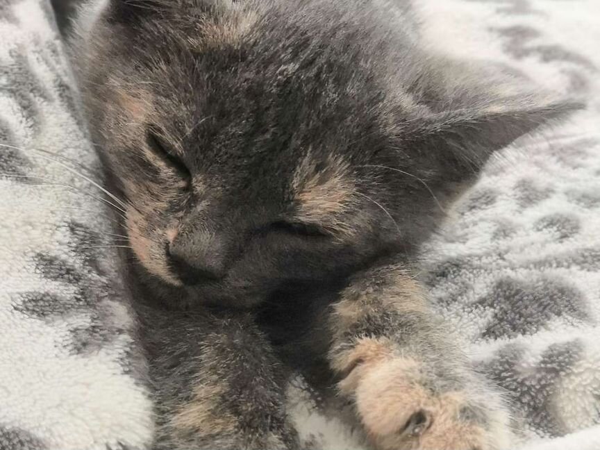 Котёнок 3 месяца Сима