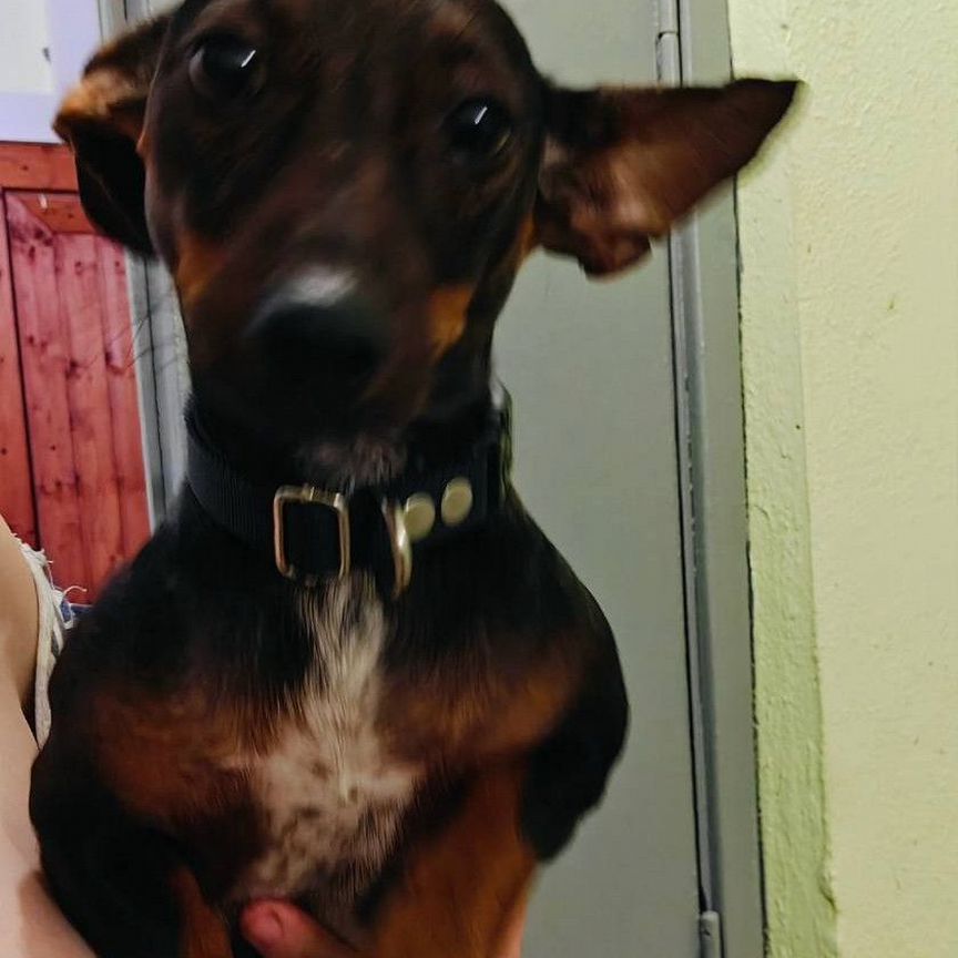 Умирает в квартире у неадекватной женщины