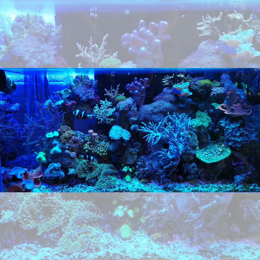 Мягкие кораллы для морского аквариума