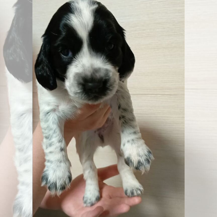 Русский охотничий спаниель, щенок