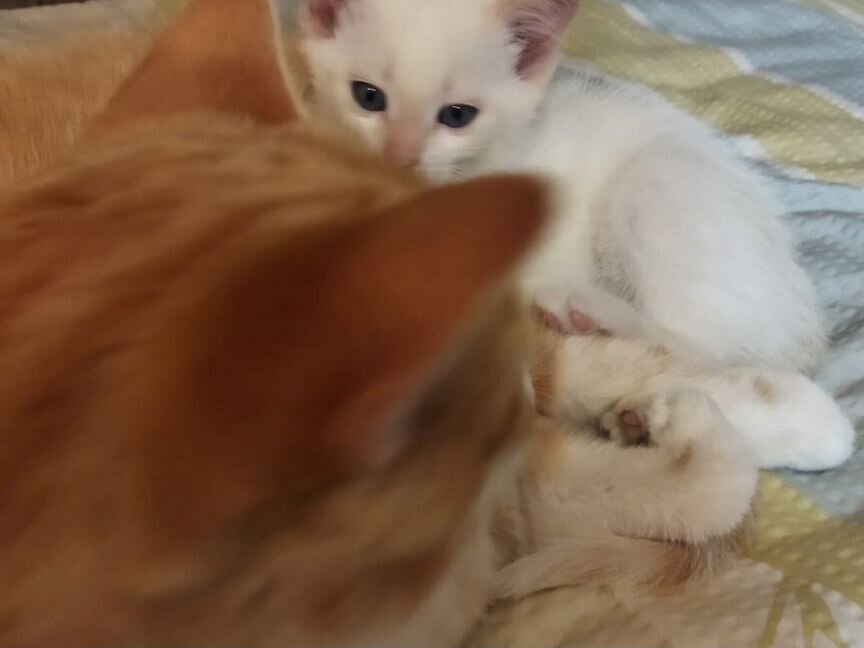 Необычный котенок