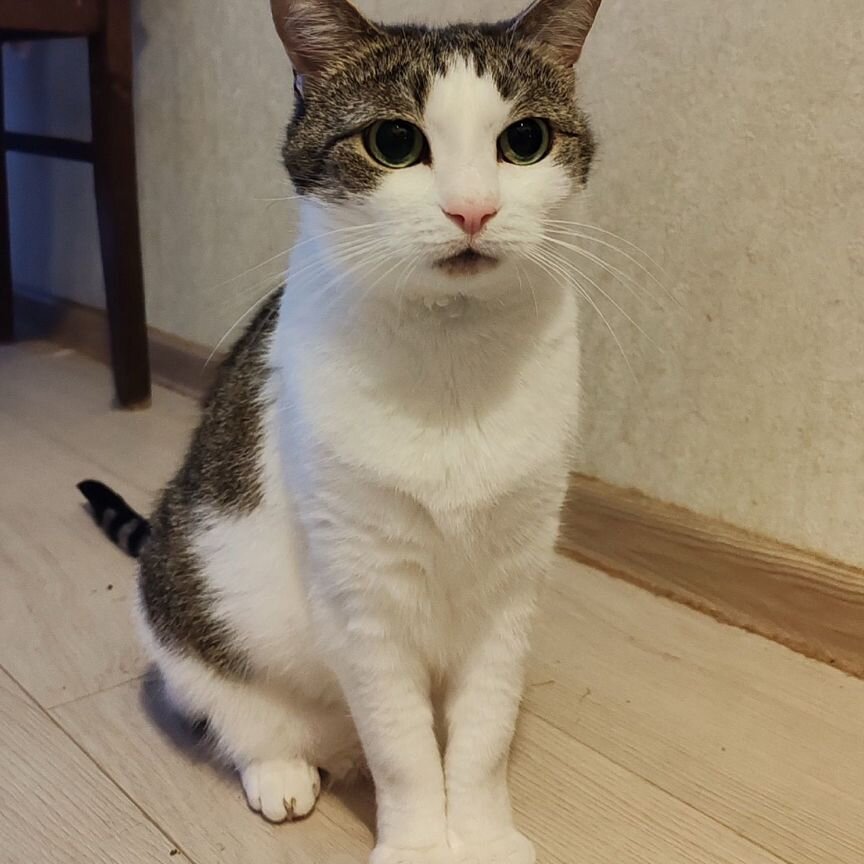 Коты в добрые руки