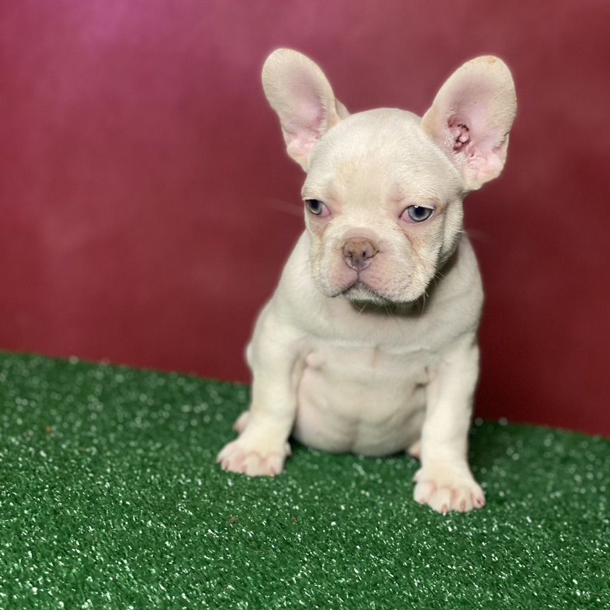 Французский бульдог щенки платина