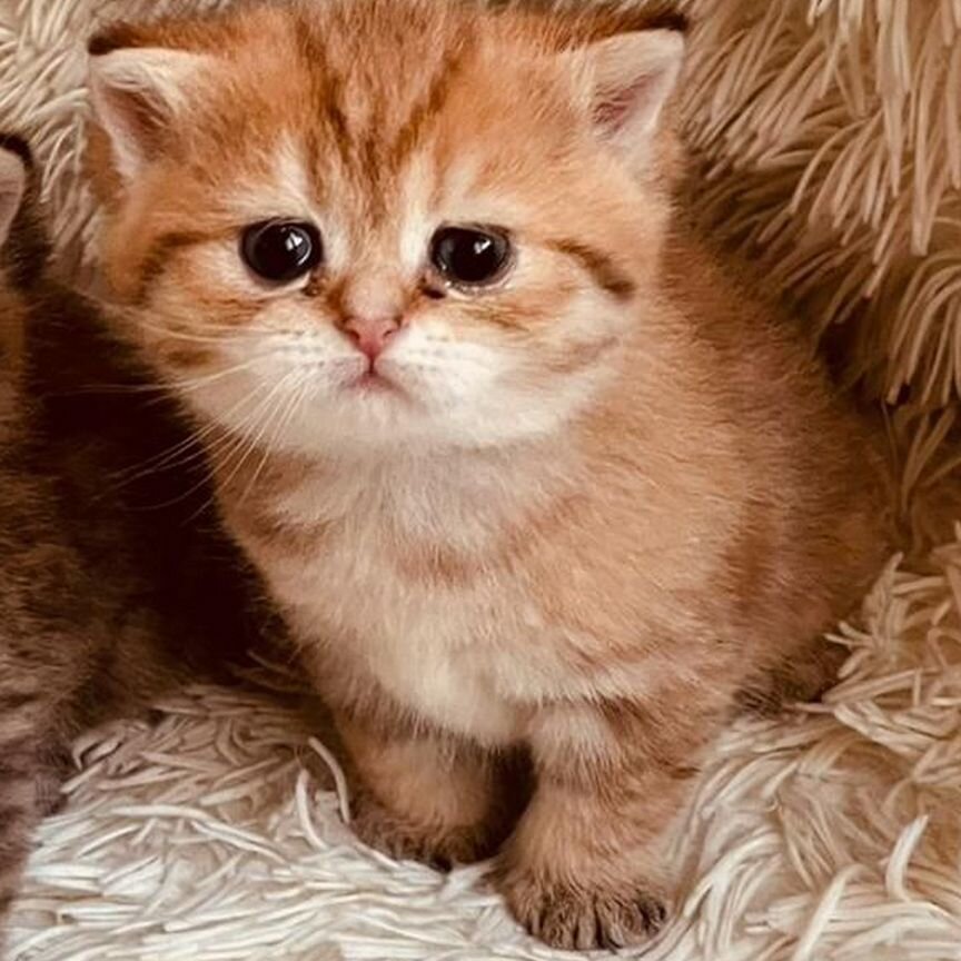 Шотландские вислоухие котята золотая шиншилла