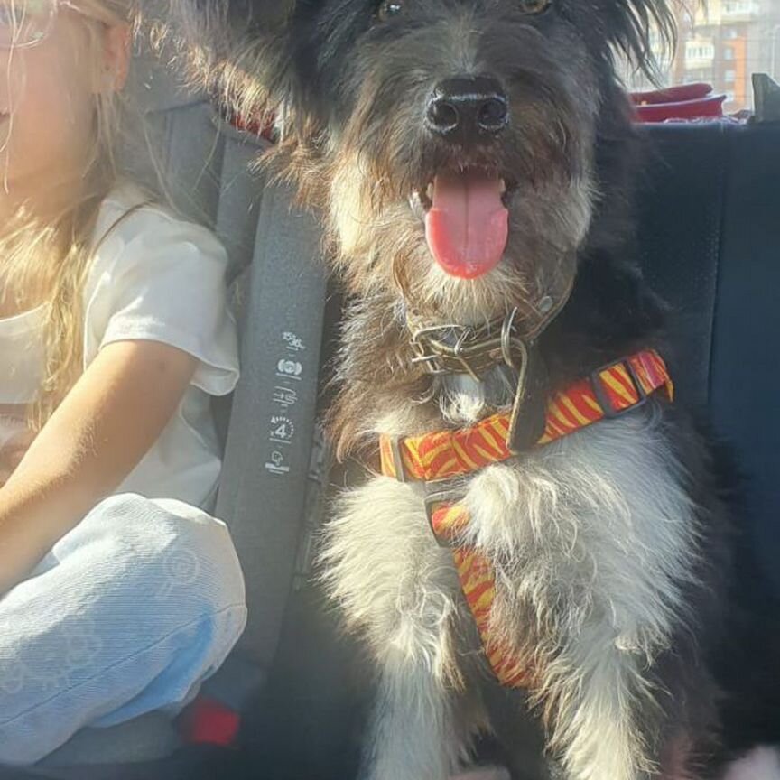 Отдам в добрые руки