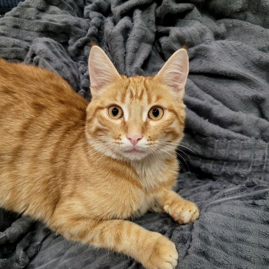 Котик ищет дом