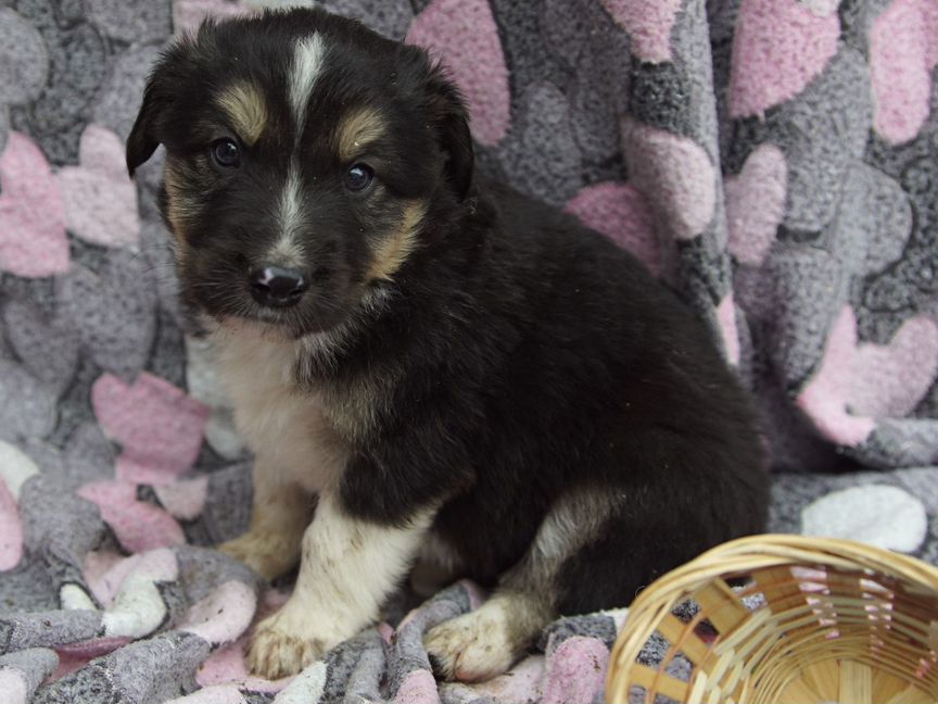 Метис овчарки в добрые руки