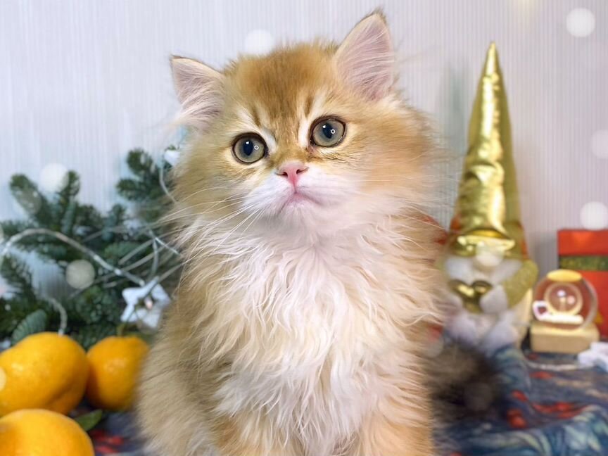 Британские котята золотые шиншиллы