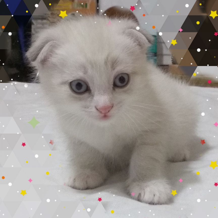 Тайский котенок(кот)
