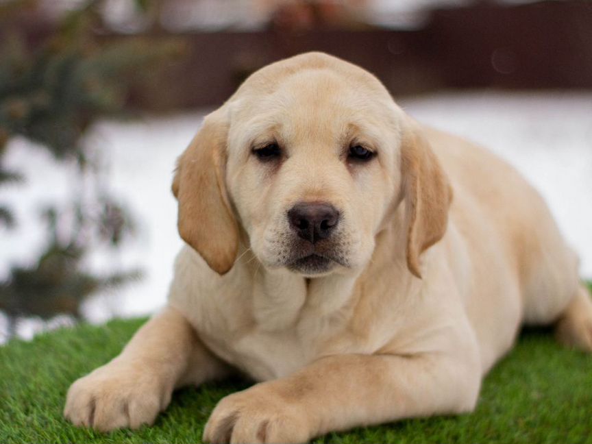 Щенки лабрадора