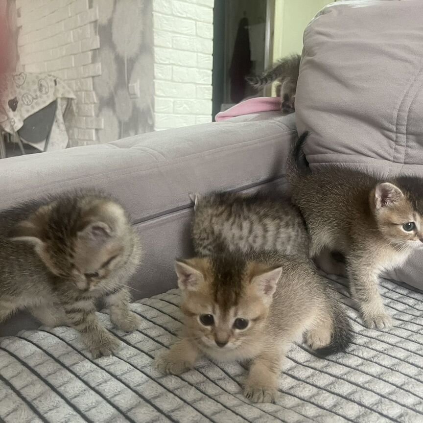 Котодетки