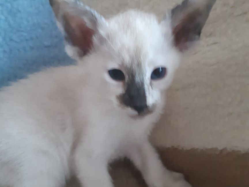 Ориентальные котята