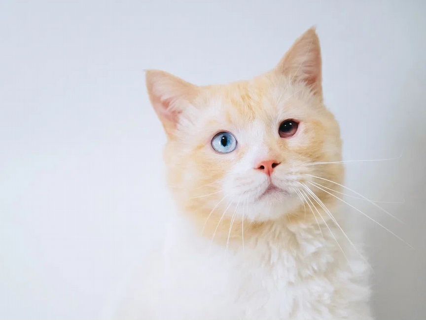 Котик из приюта бесплатно