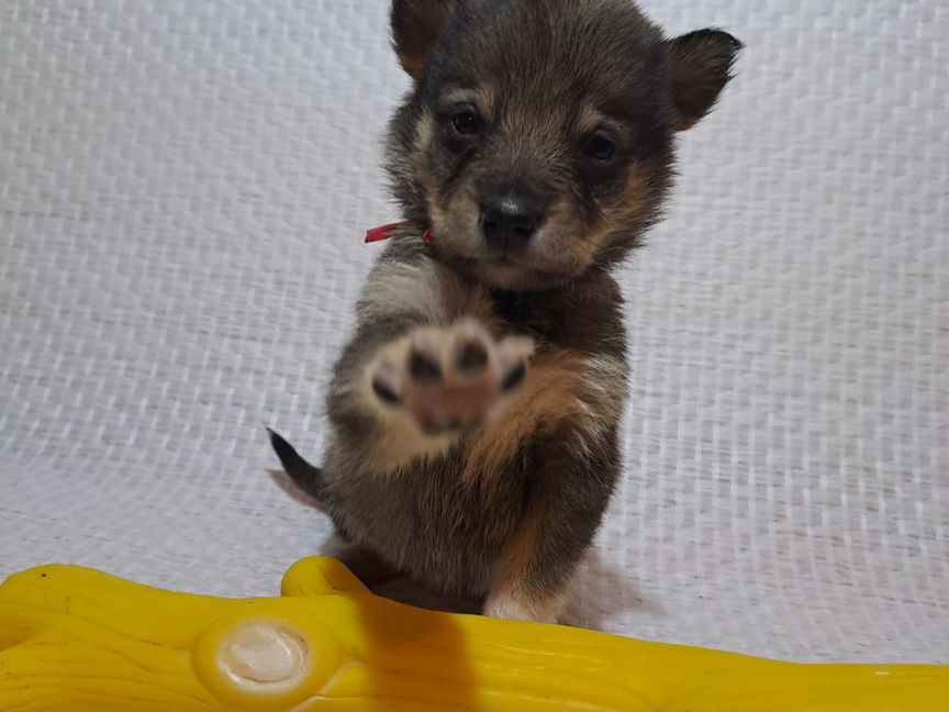 Щенок девочка