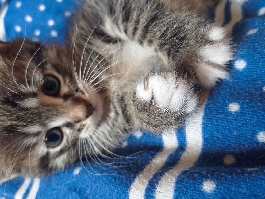 Котята крысоловы