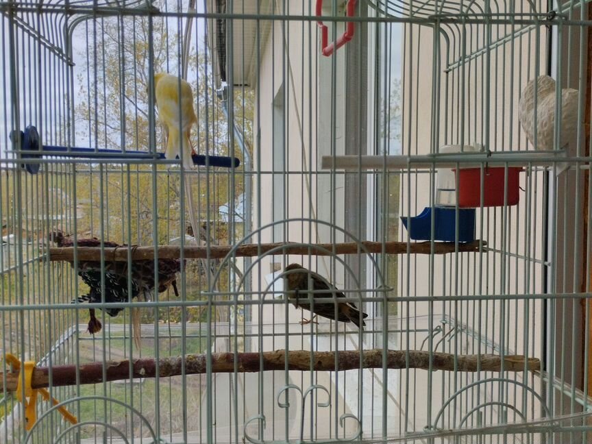 Кенарь и канарейка