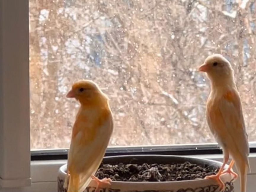 Канарейки певчие птицы